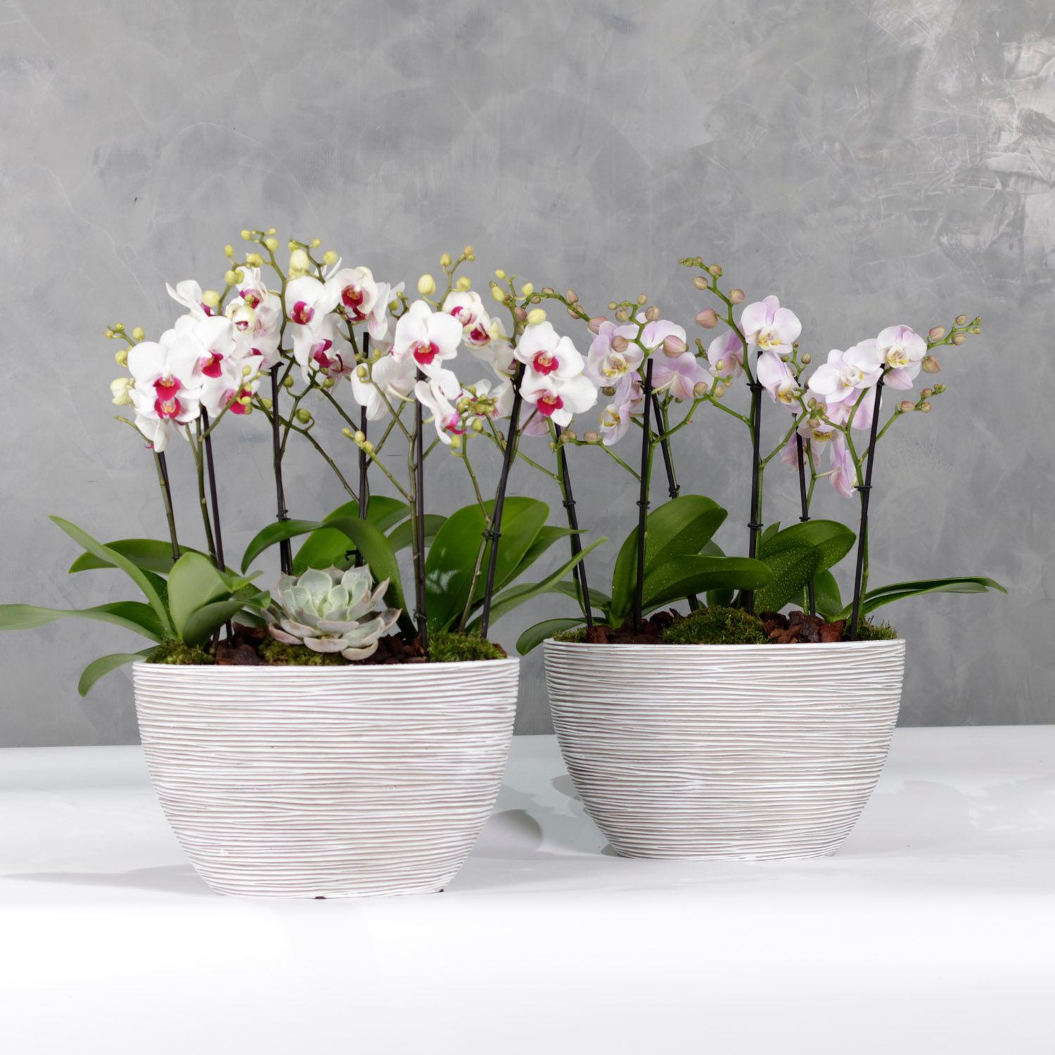 Online Duo Set Of Midi Multiflora Orchids Gift Delivery in Kuwait - FNP